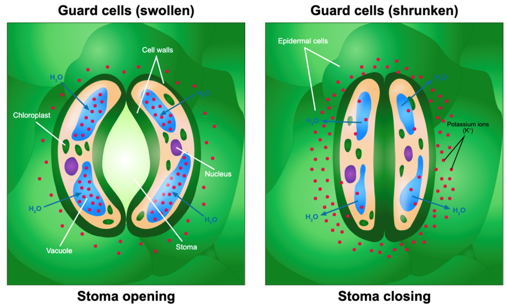 Further Considerations in Exploring the Relationship Between Water ...
