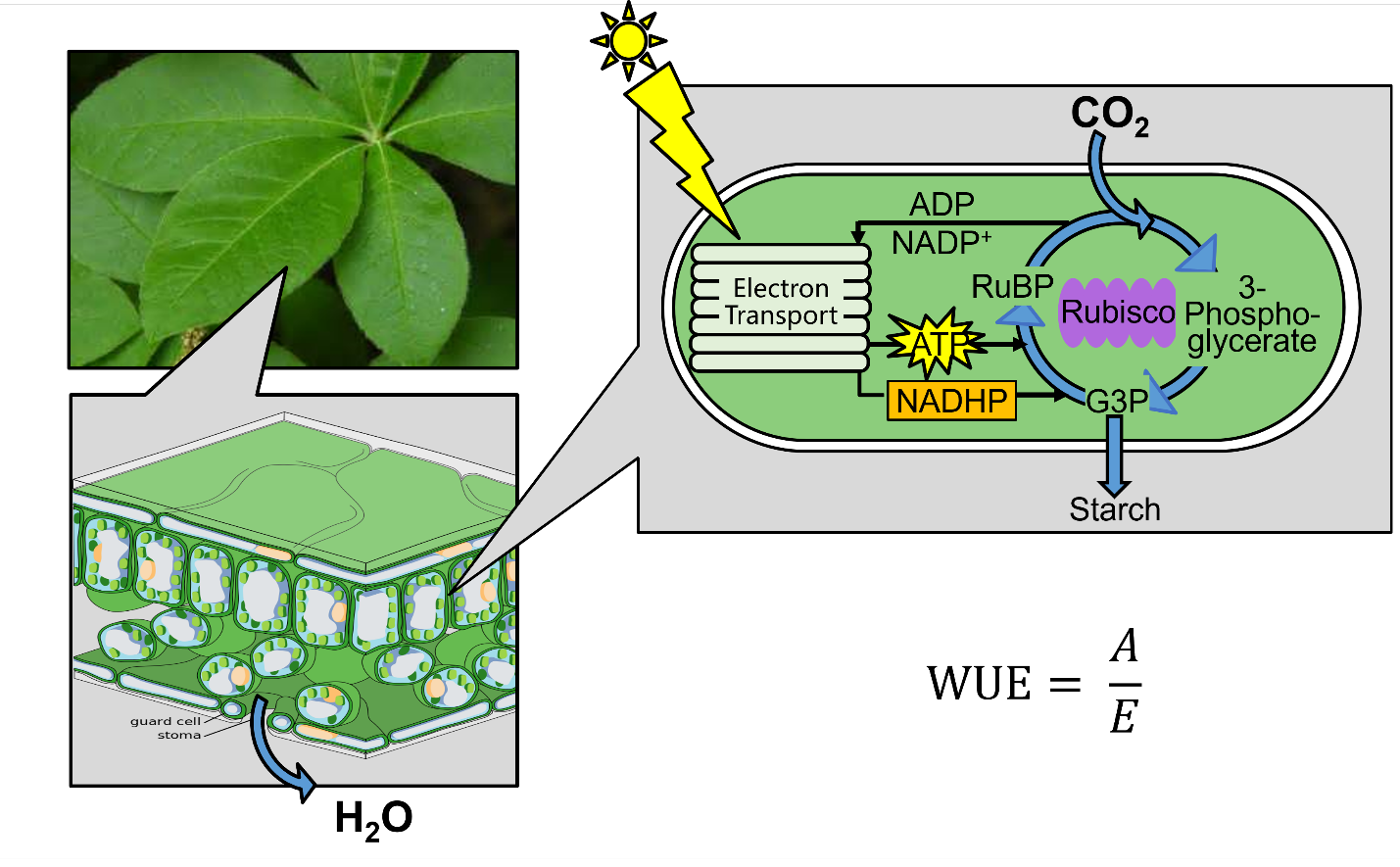Increase In Ecosystem Water Use Efficiency As Atmospheric Carbon Dioxide Concentrations Rise
